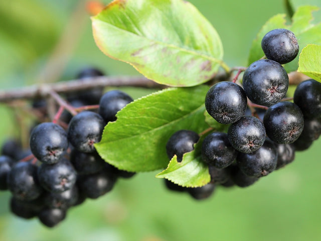Everything You Need to Know About Aronia Berries – J&J Aronia