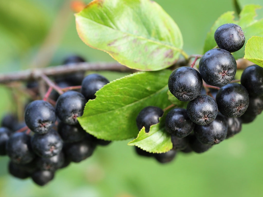 Everything You Need to Know About Aronia Berries – J&J Aronia