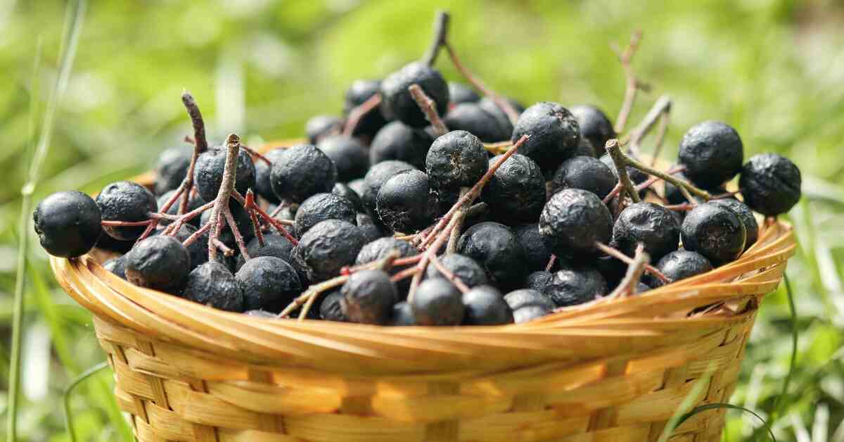 Aronia Berries: The Superfood You Need to Know About – J&J Aronia